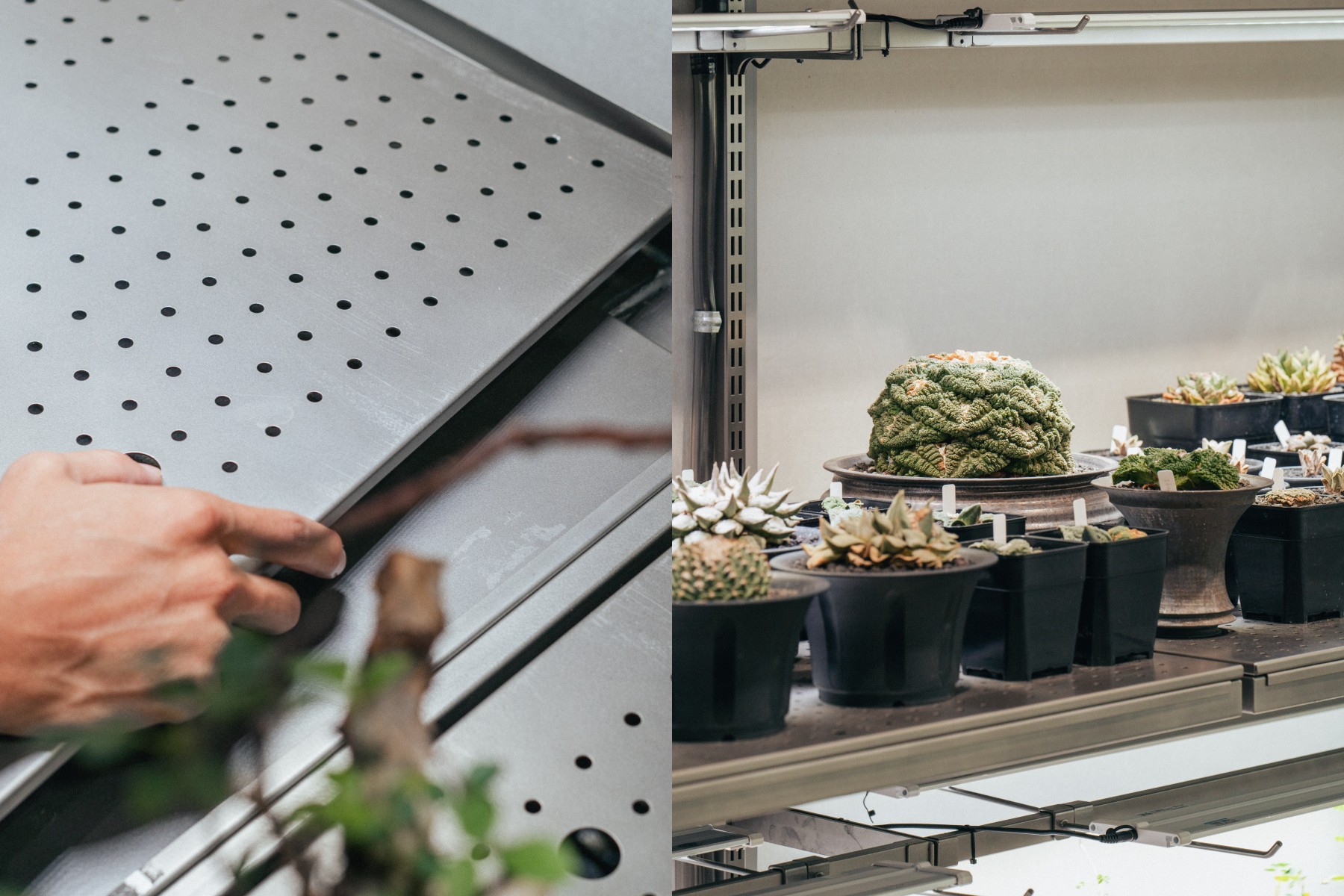 0343 CONSERVATORY台南店：由塊根植物形塑全新的生活文化 - VERSE