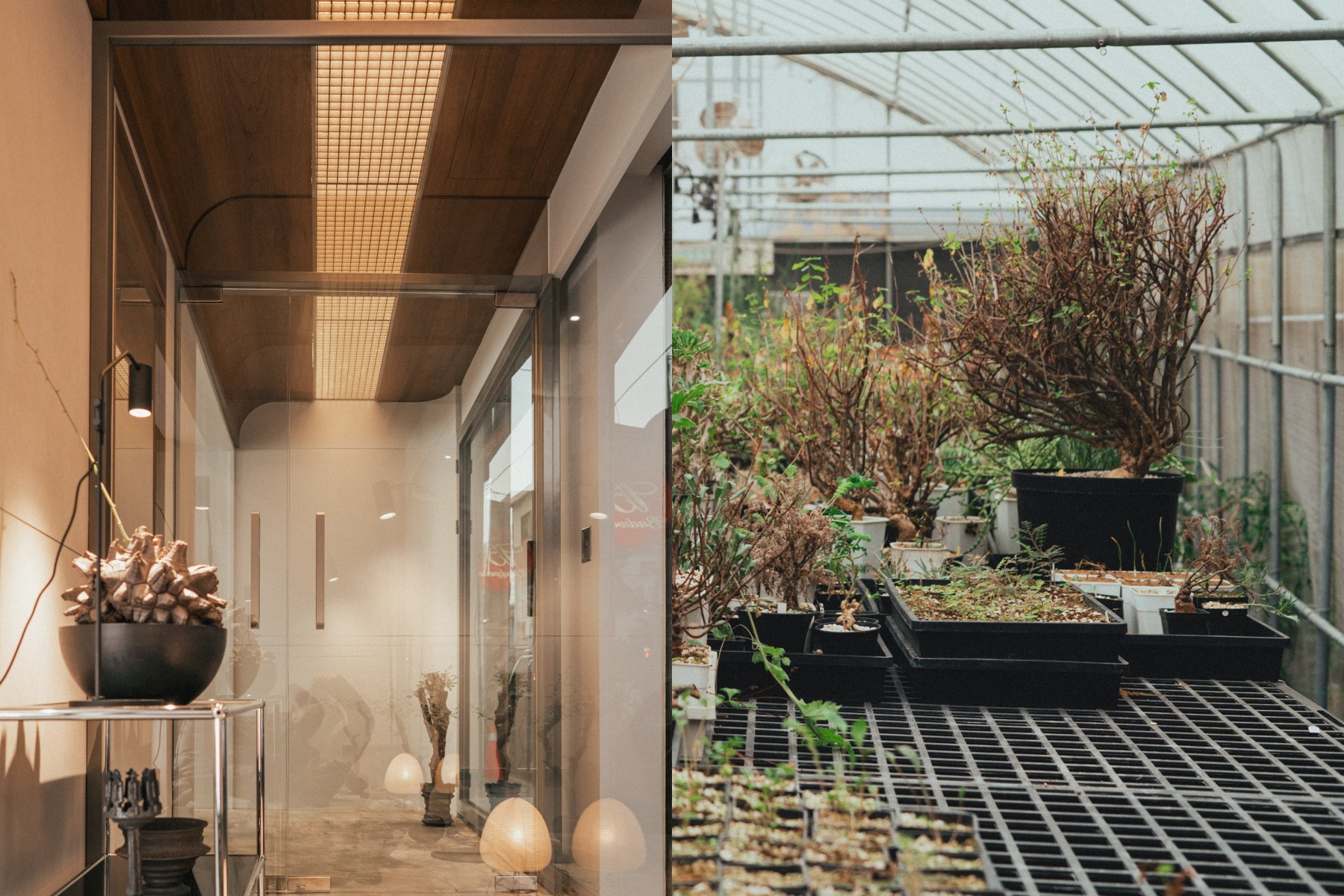 0343 CONSERVATORY台南店：由塊根植物形塑全新的生活文化 - VERSE