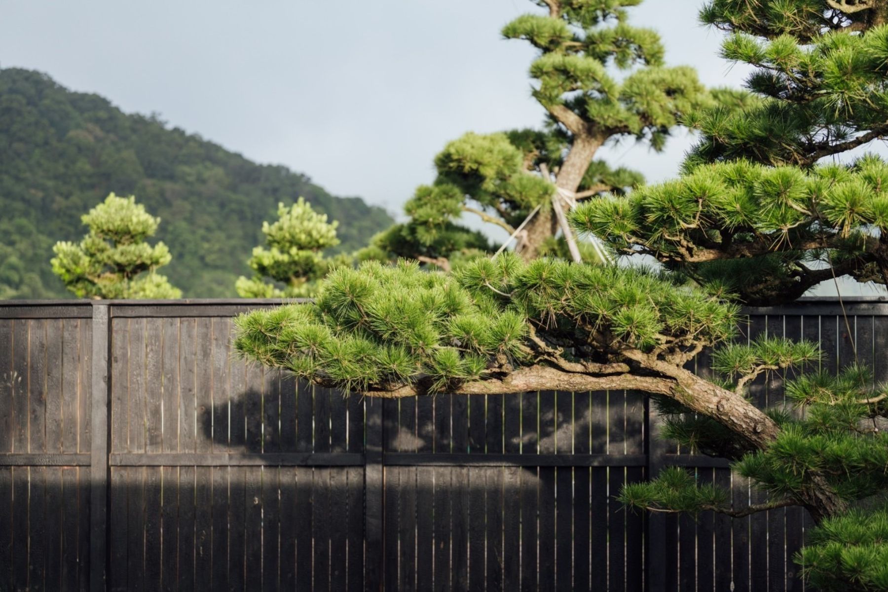 走入「裏山」一攬芳華：打造當代文人團圞雅集 - VERSE
